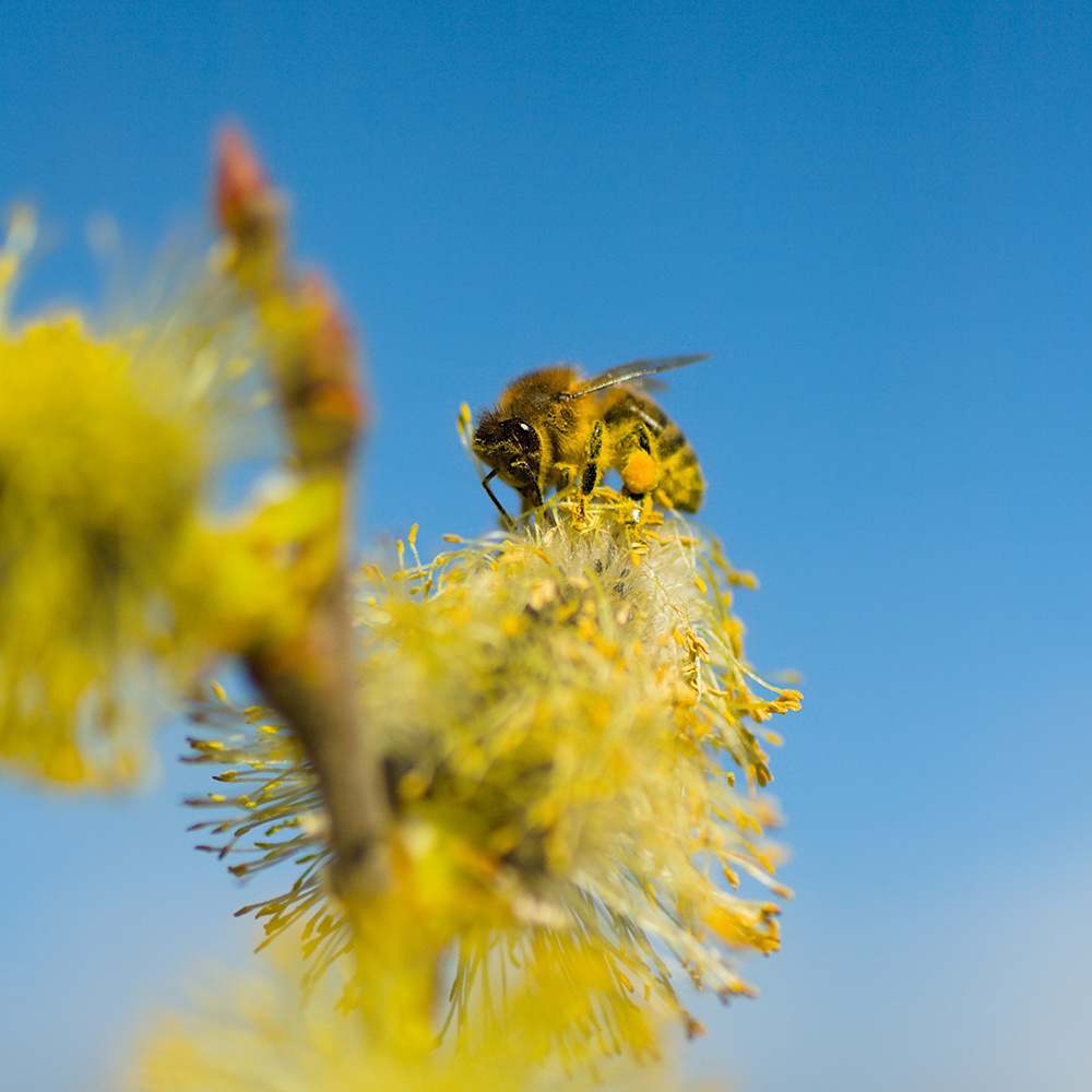 Miel de pommier catalan 350g • Miel Rayon d'Or